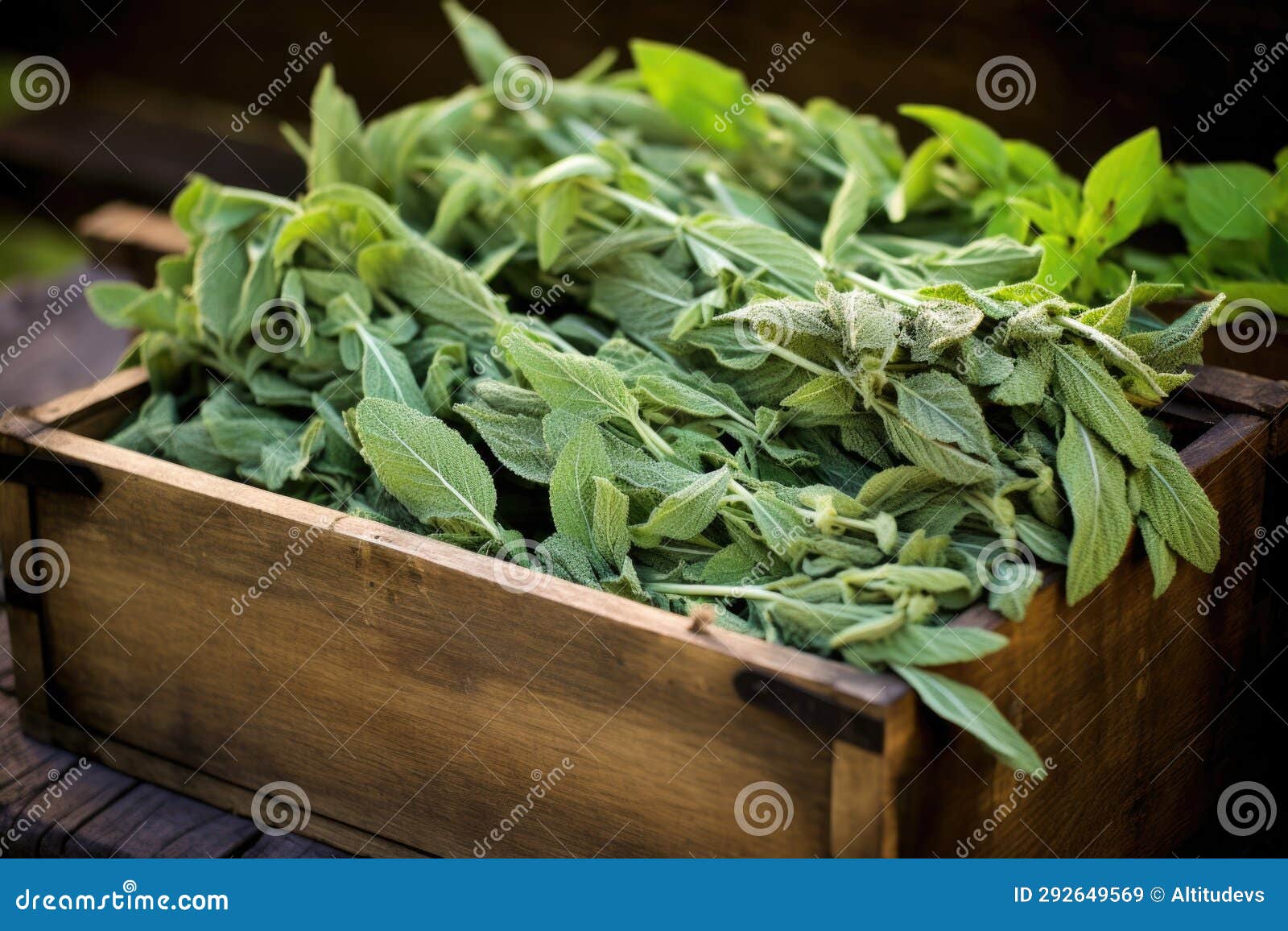 A Deep Wooden Box Full of Sage Bundles Stock Image - Image of natural ...