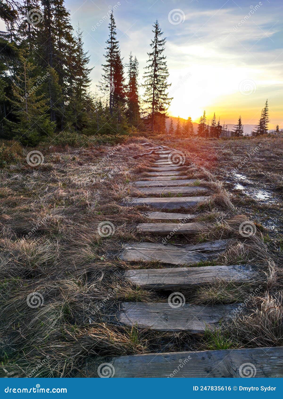 Deep Wooden Forest Pathway or Bridge in Morning Sunshine Stock Photo ...