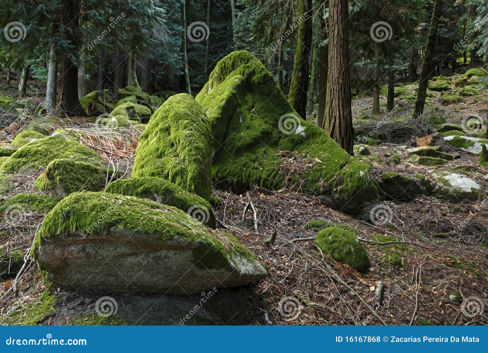 Deep in the woods stock photo. Image of humid, damp, beautiful - 16167868