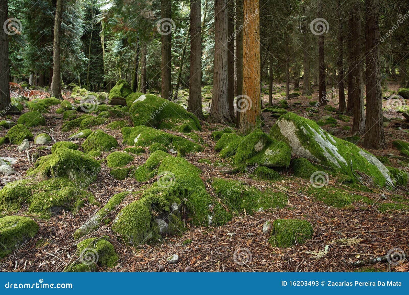 Deep in the woods stock image. Image of nature, background - 16203493