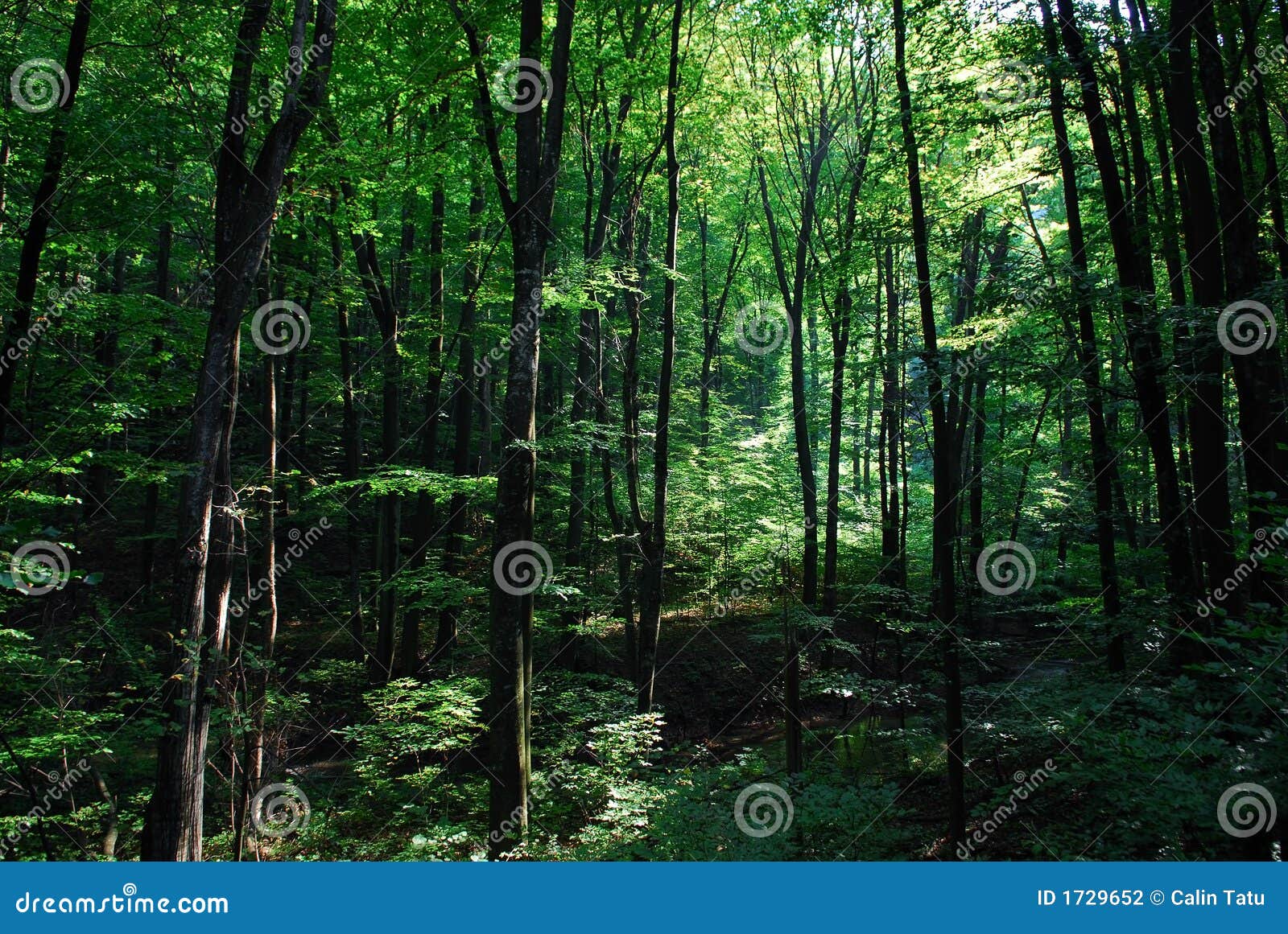 Deep into the woods stock photo. Image of clean, outdoor - 1729652