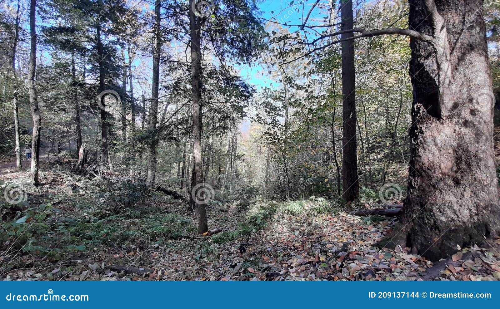 Deep in the woods stock photo. Image of leafs, woods - 209137144