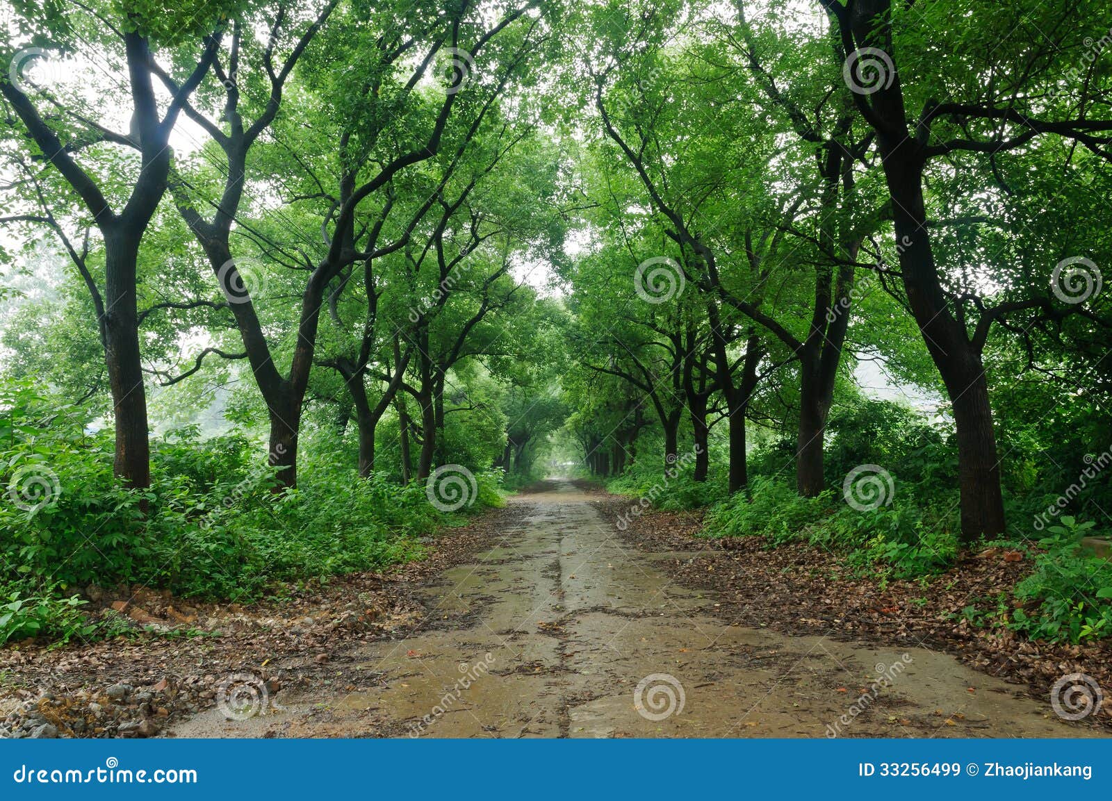 Deep in the woods stock image. Image of forest, imagination - 33256499