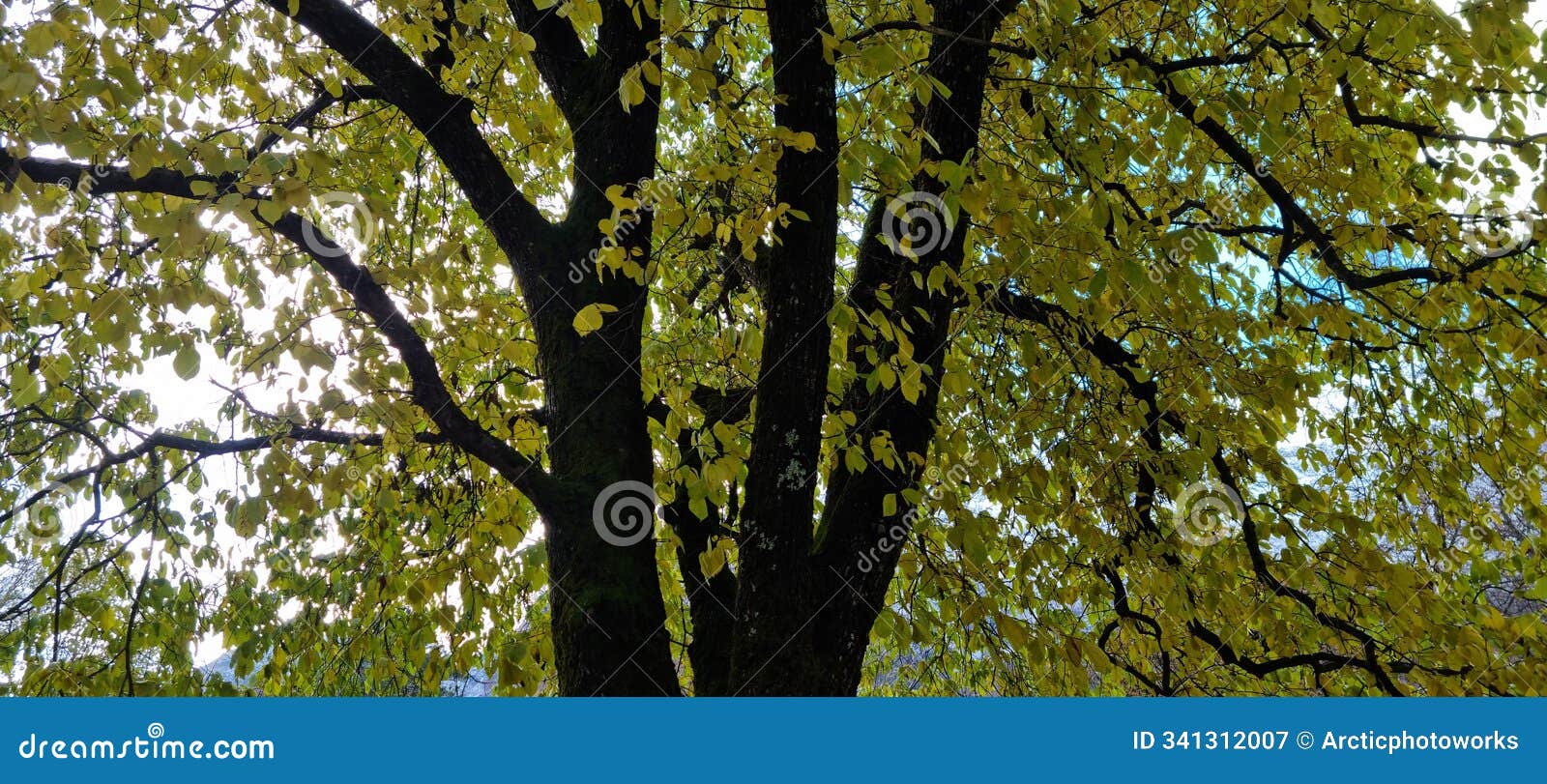Deep Yellow Leaf on Tree with almost Dark Tree Trunk in Autumn Stock ...