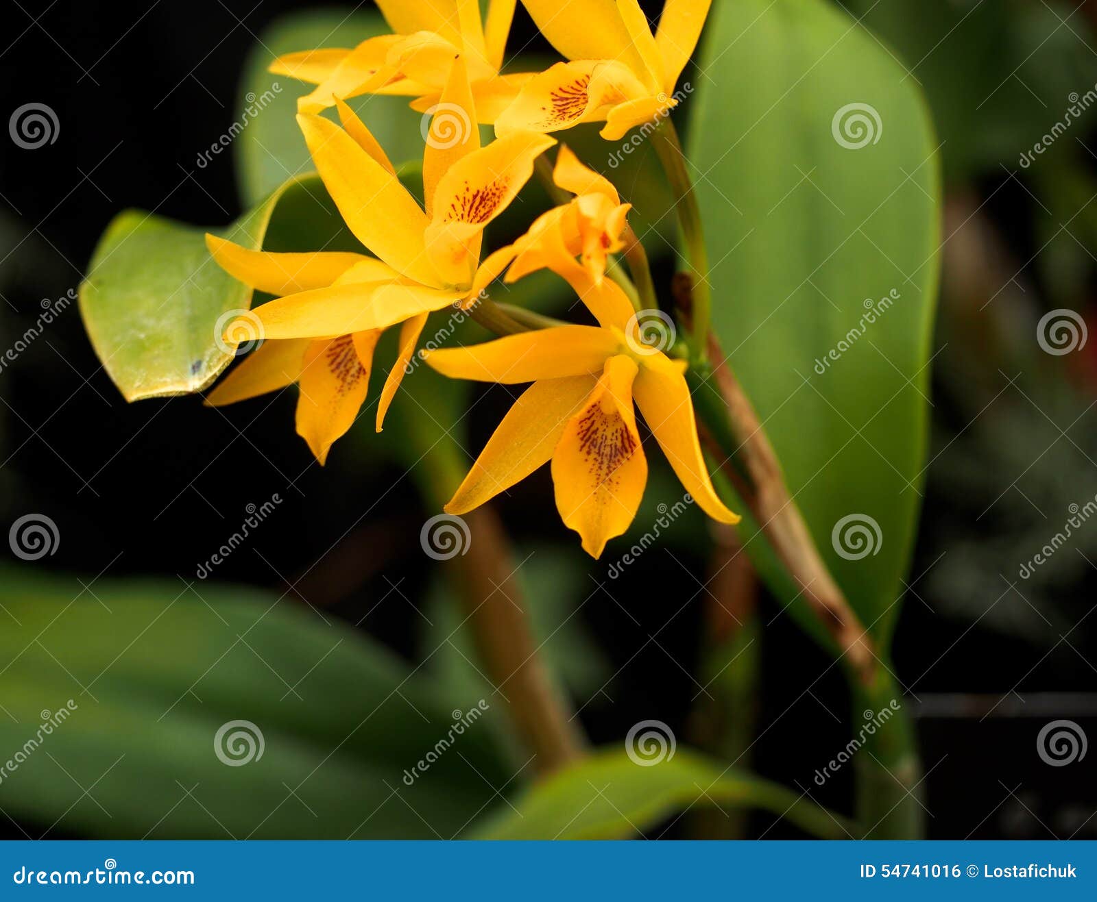 Deep Yellow and Red Dendrobium Orchid Stock Photo - Image of tropical ...