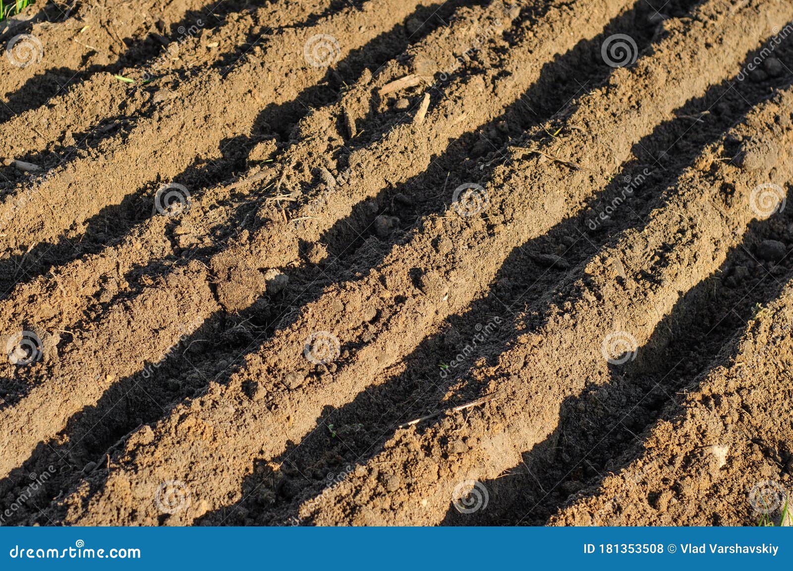 Deepenings in the Ground in the Form of Parallel Trenches for Planting ...