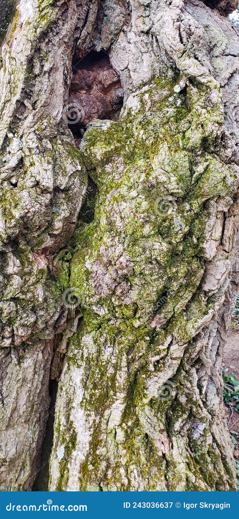 Deeply Cracked Bark of an Old Gray Tree Stock Image - Image of durable ...