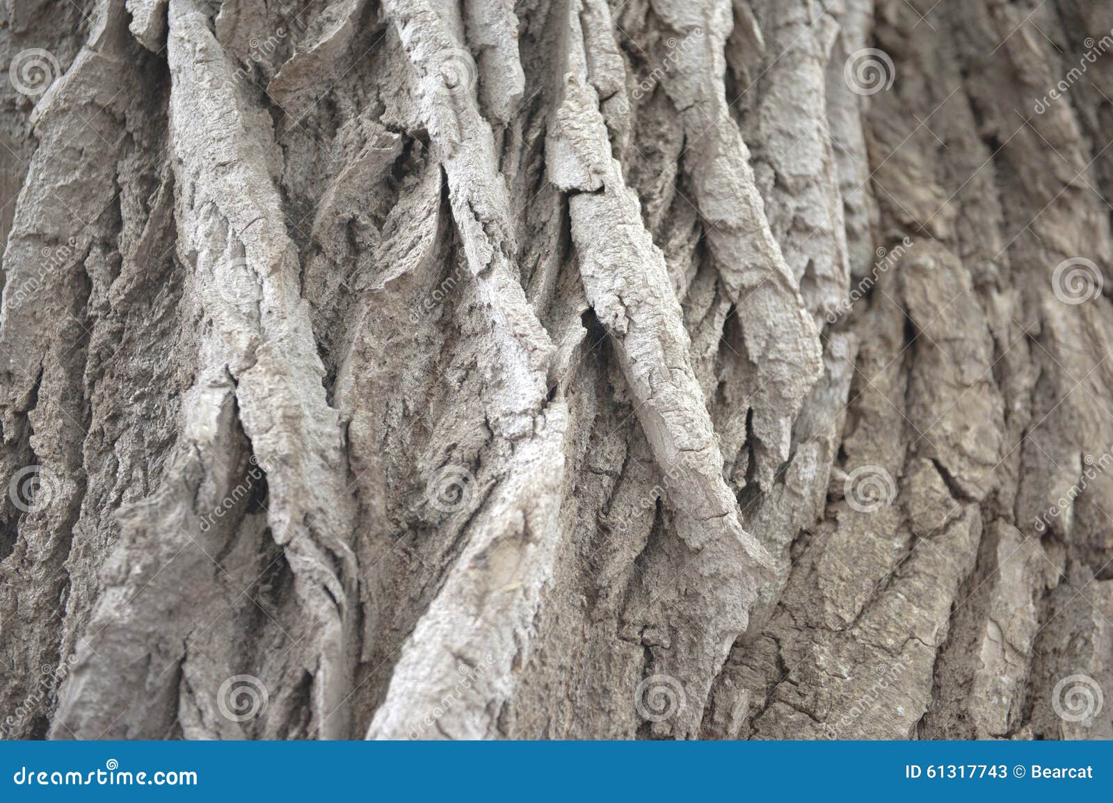 Deeply Grooved Tree Bark Stock Photos - Free & Royalty-Free Stock ...