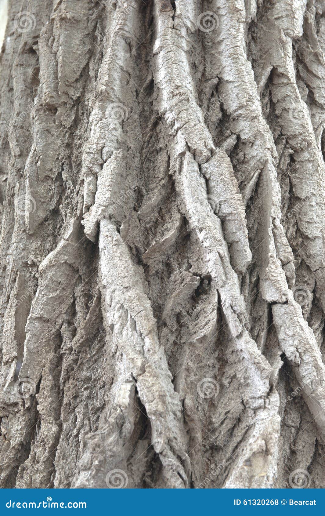 Deeply grooved tree bark stock photo. Image of tree, mighty - 61320268