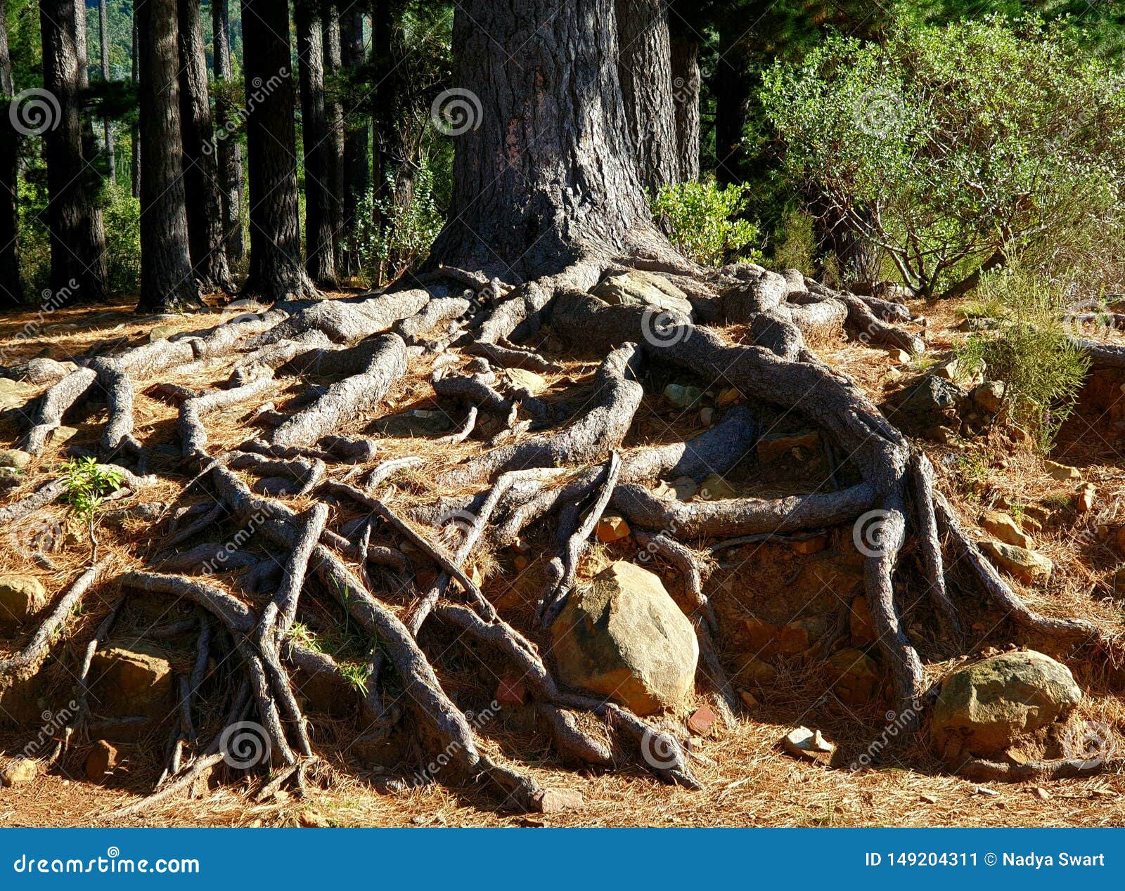 Deeply Rooted stock image. Image of spectacular, formidable - 149204311