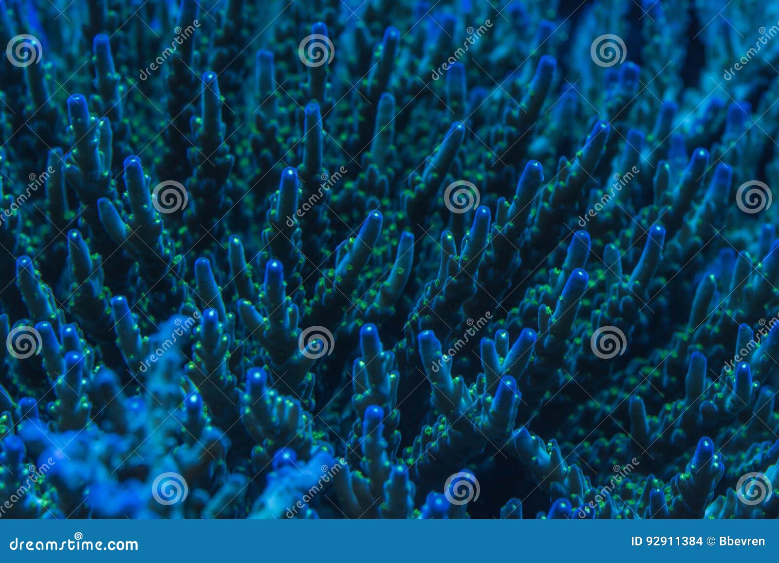 Deepwater Acropora Coral Colony in Reef Stock Photo - Image of colony ...
