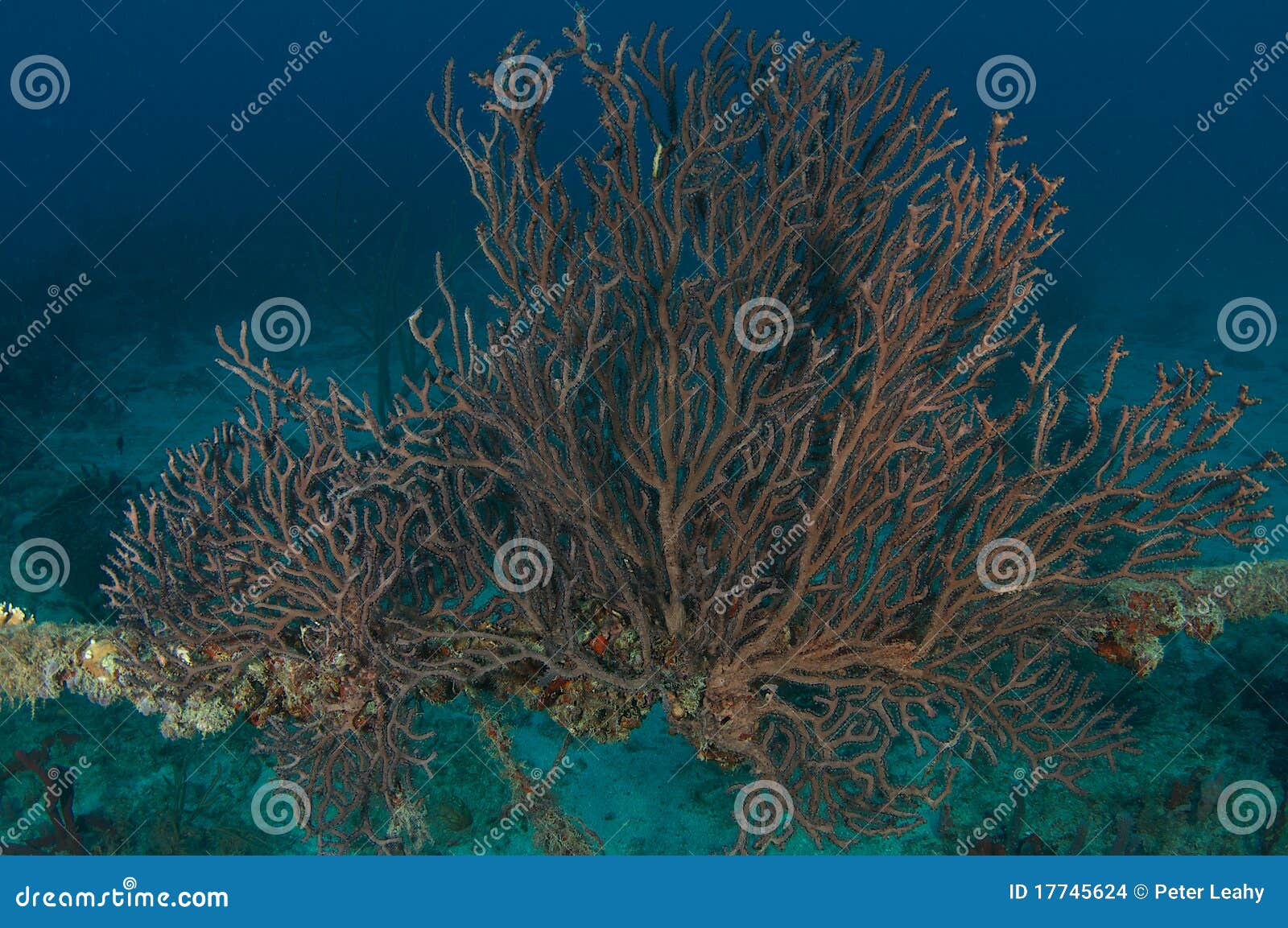 Deepwater Sea Fan stock photo. Image of life, biology - 17745624