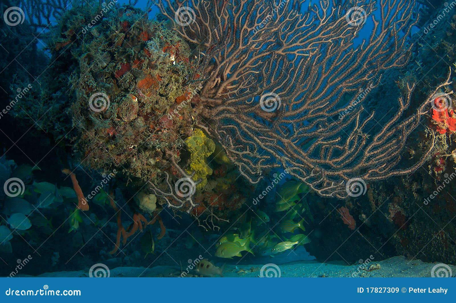 Deepwater Sea Fan stock image. Image of life, caribbean - 17827309