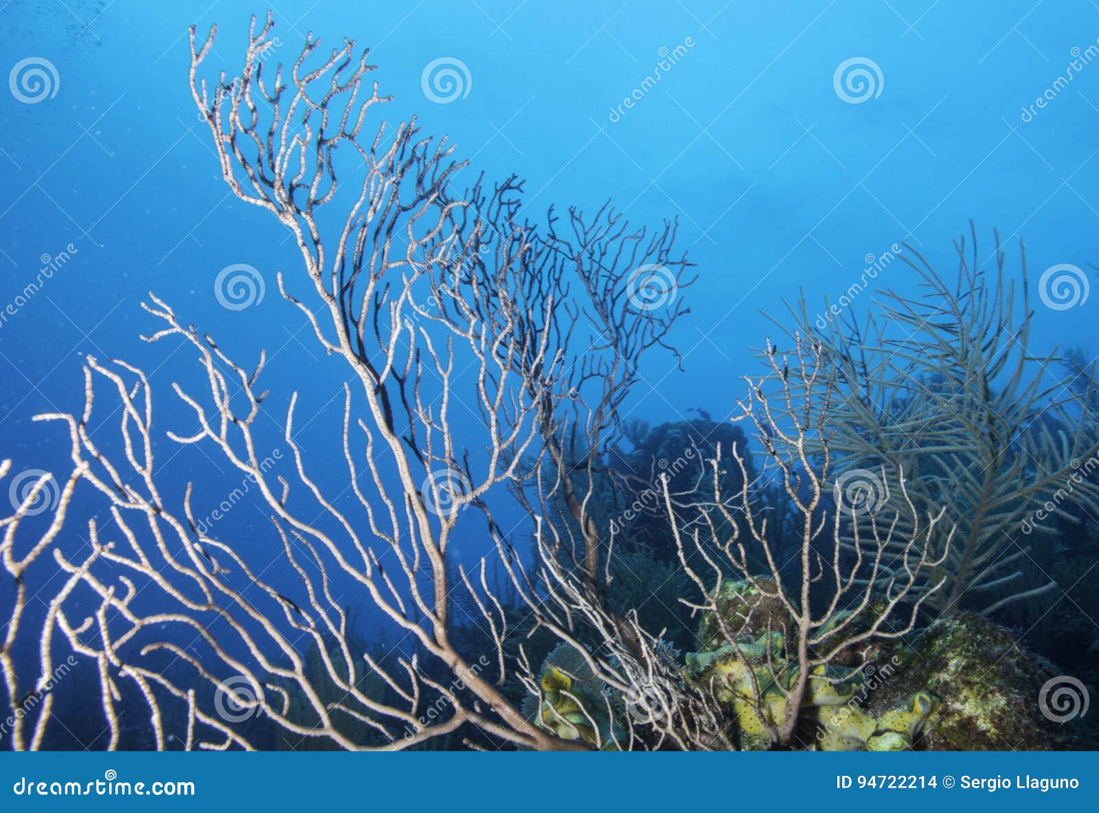 Deepwater Sea Fan stock photo. Image of reef, deepwater - 94722214