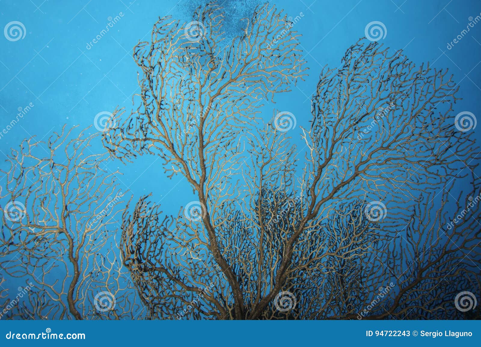 Deepwater Sea Fan stock image. Image of diver, ocean - 94722243