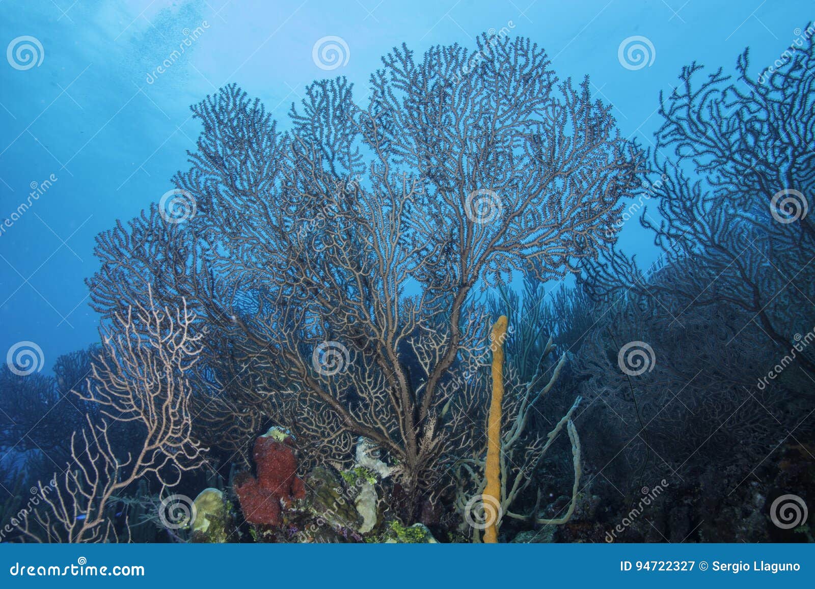 Deepwater Sea Fan stock image. Image of tree, placencia - 94722327