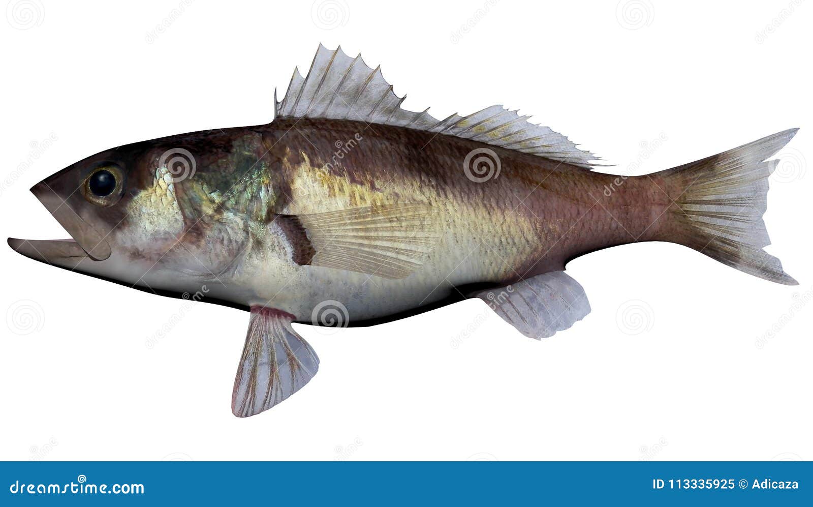 Deepwater Serrano stock image. Image of meat, food, isolated - 113335925