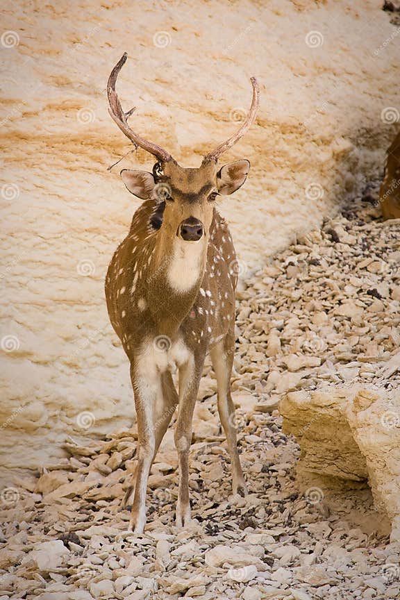 Deer stock photo. Image of buck, cautious, horns, antlers - 10428810