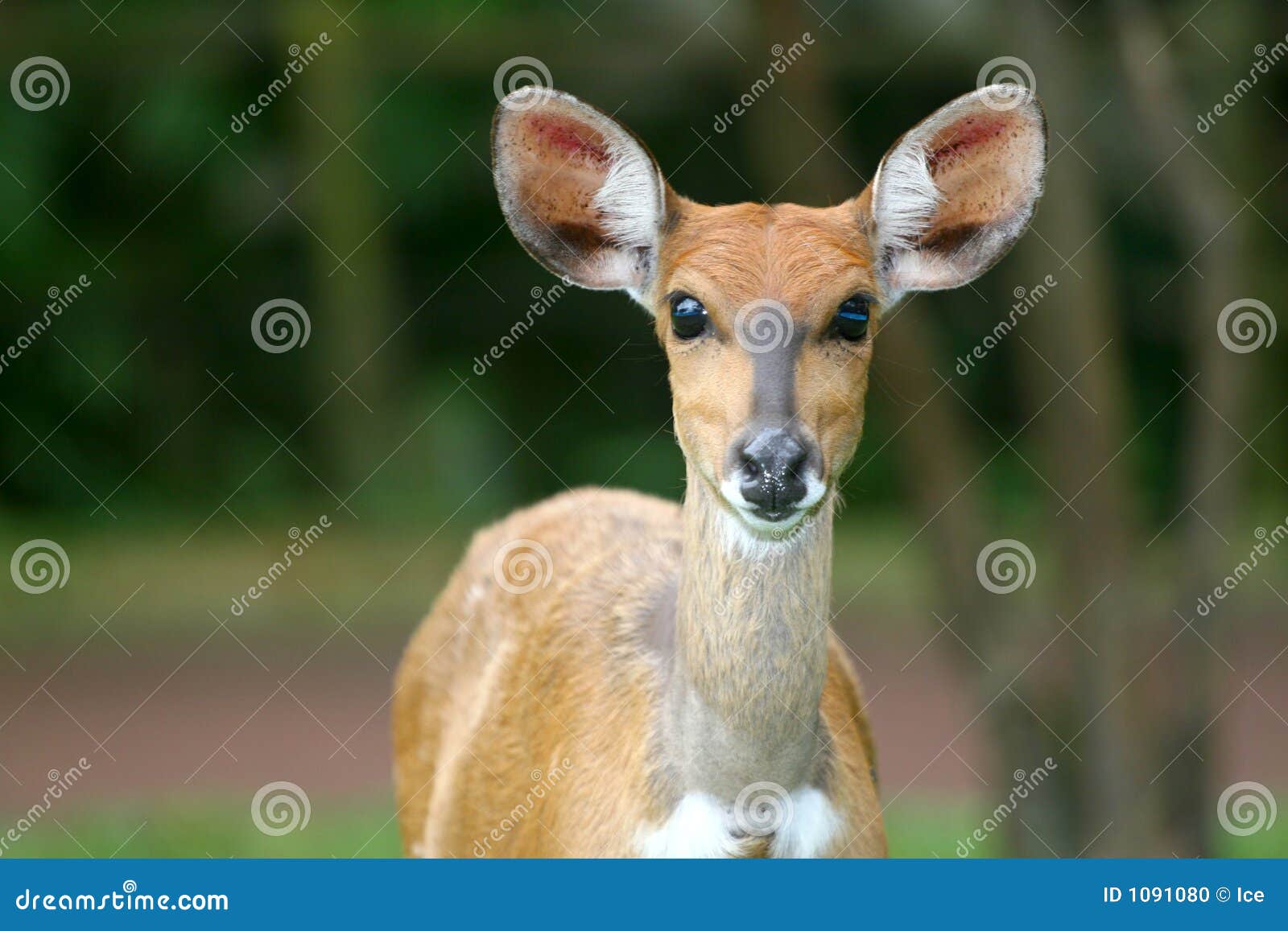 Deer stock photo. Image of animal, bushveld, safari, wild - 1091080