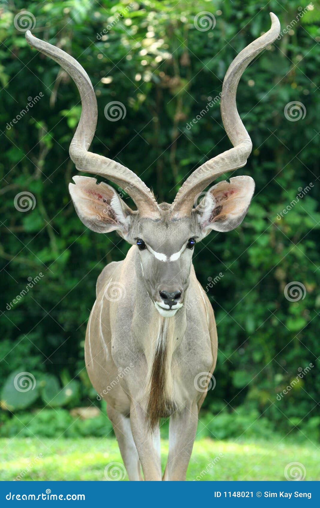 Types Of African Deer
