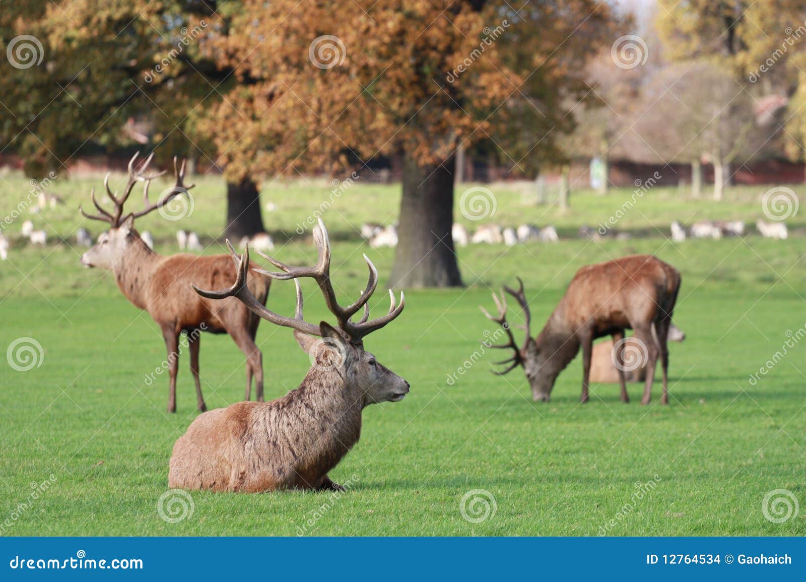 Deer stock photo. Image of park, wildlife, nottingham - 12764534