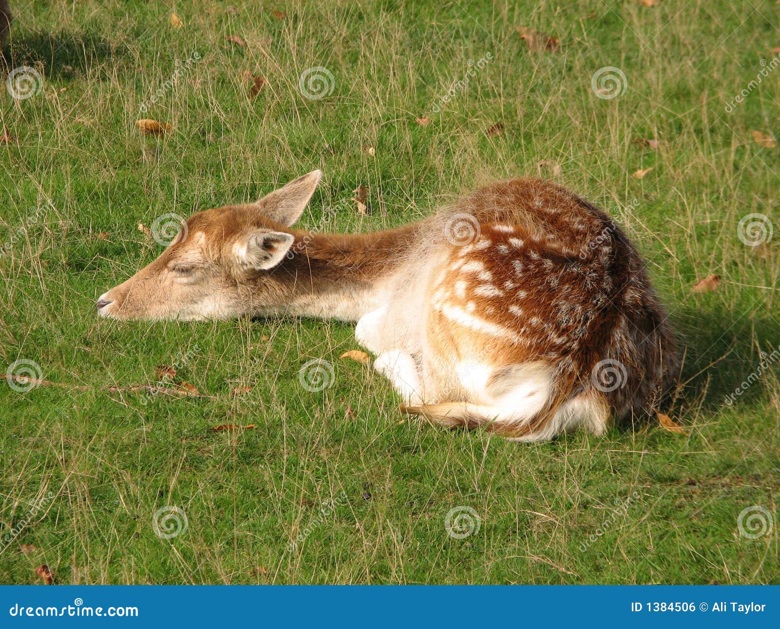 Deer stock photo. Image of deer, tierd, sleep, autumn - 1384506