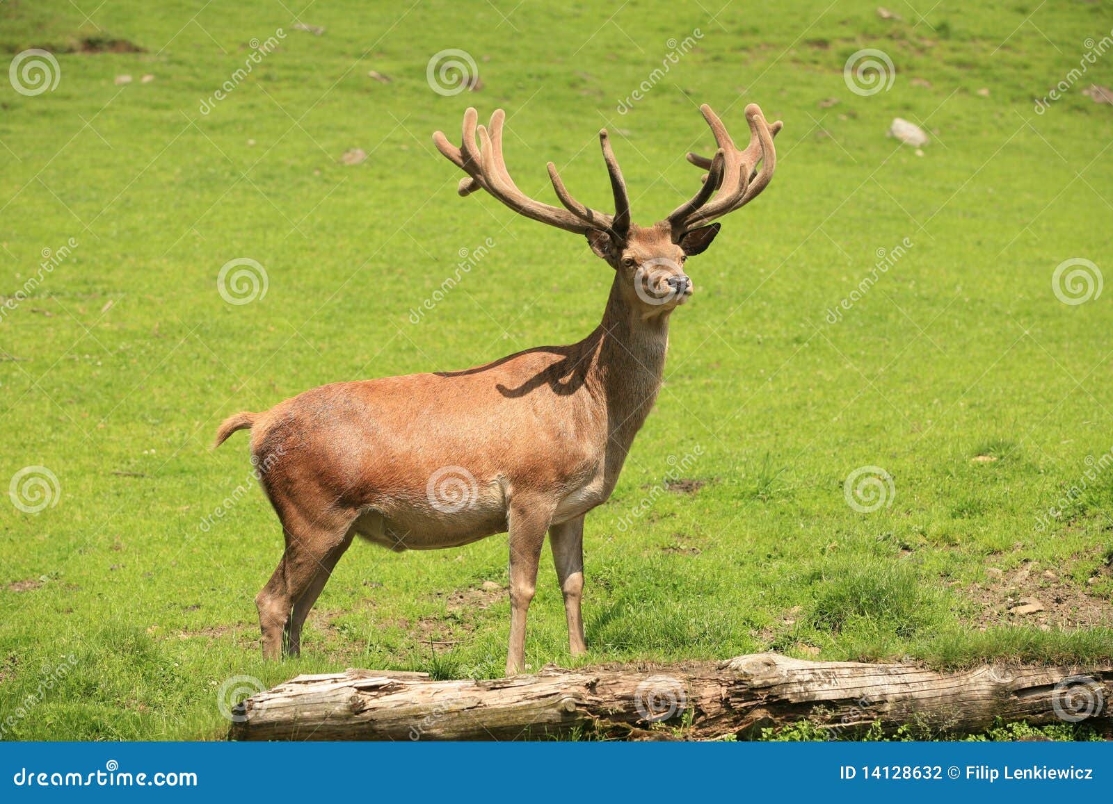 Deer stock photo. Image of mountains, green, deer, austria - 14128632
