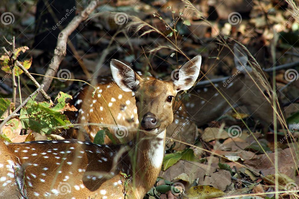 Deer stock image. Image of gentle, wild, pretty, deer - 14237783