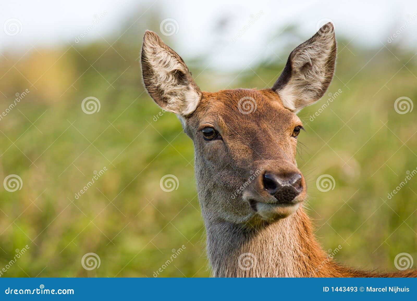 Deer stock image. Image of deer, reeds, wild, eyelashes - 1443493