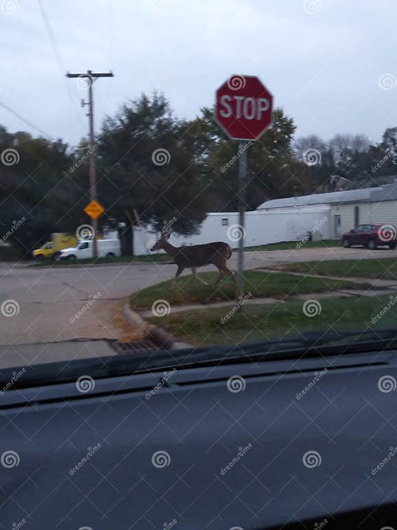 Deer stock photo. Image of deer, stop, safe, road, city - 162789928