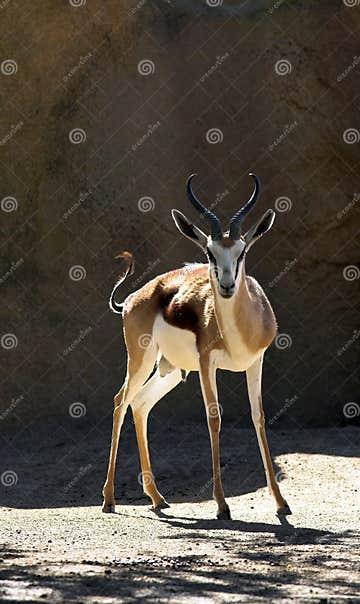 Deer stock image. Image of herd, nature, high, natal, gazelle - 1629549