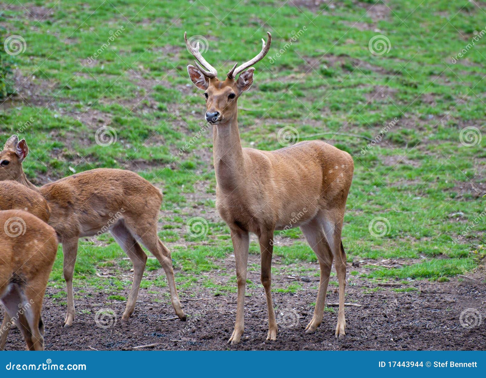Deer stock photo. Image of nature, beige, deer, brown - 17443944