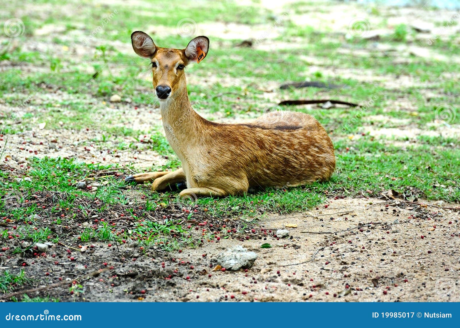 Deer stock image. Image of arts, thailand, deer, nature - 19985017