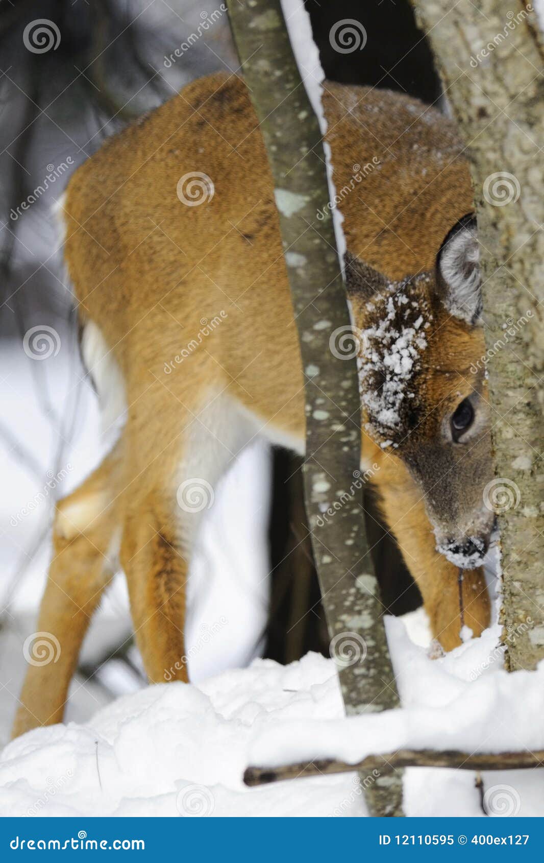 Deer 1a stock image. Image of outdoors, male, nature - 12110595