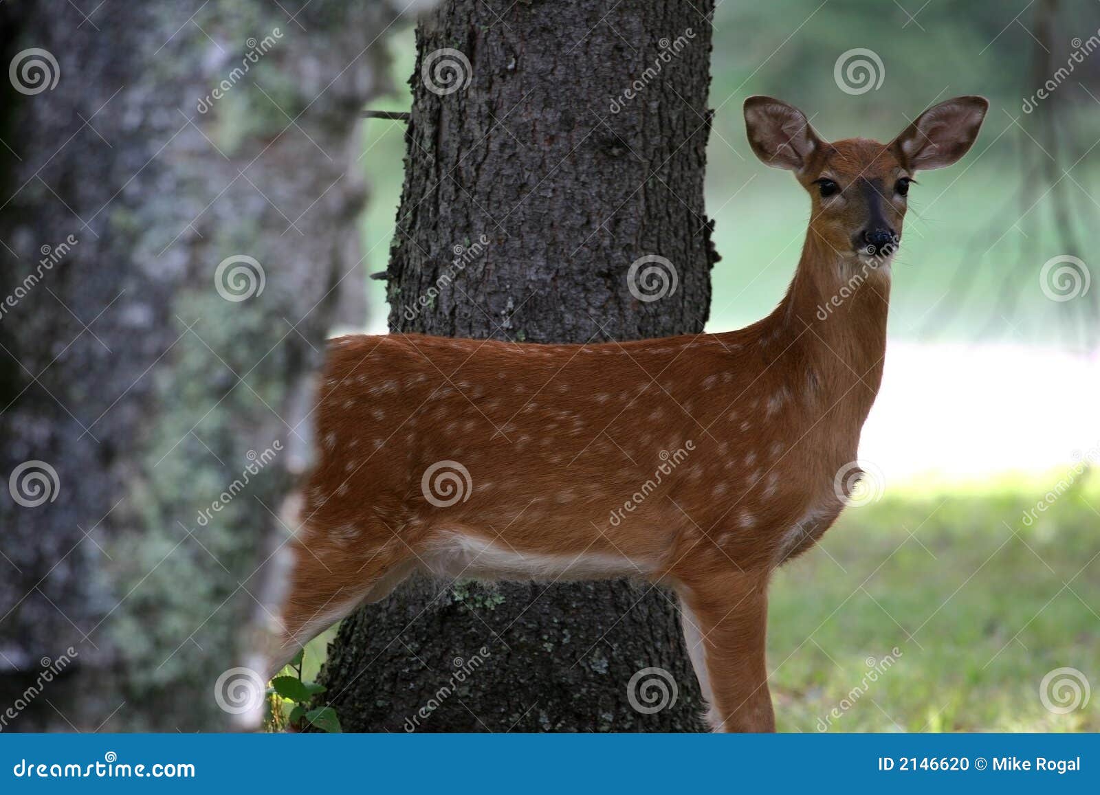 Deer stock photo. Image of animal, side, staring, trunk - 2146620