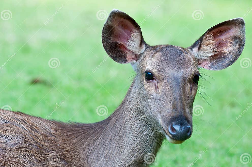 Deer stock photo. Image of wildlife, antlers, buck, ears - 22005974