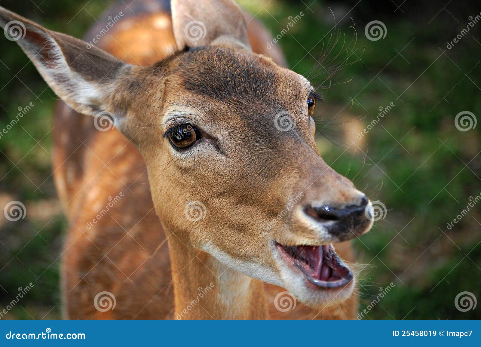 A deer stock image. Image of deer, ears, nose, fallow - 25458019