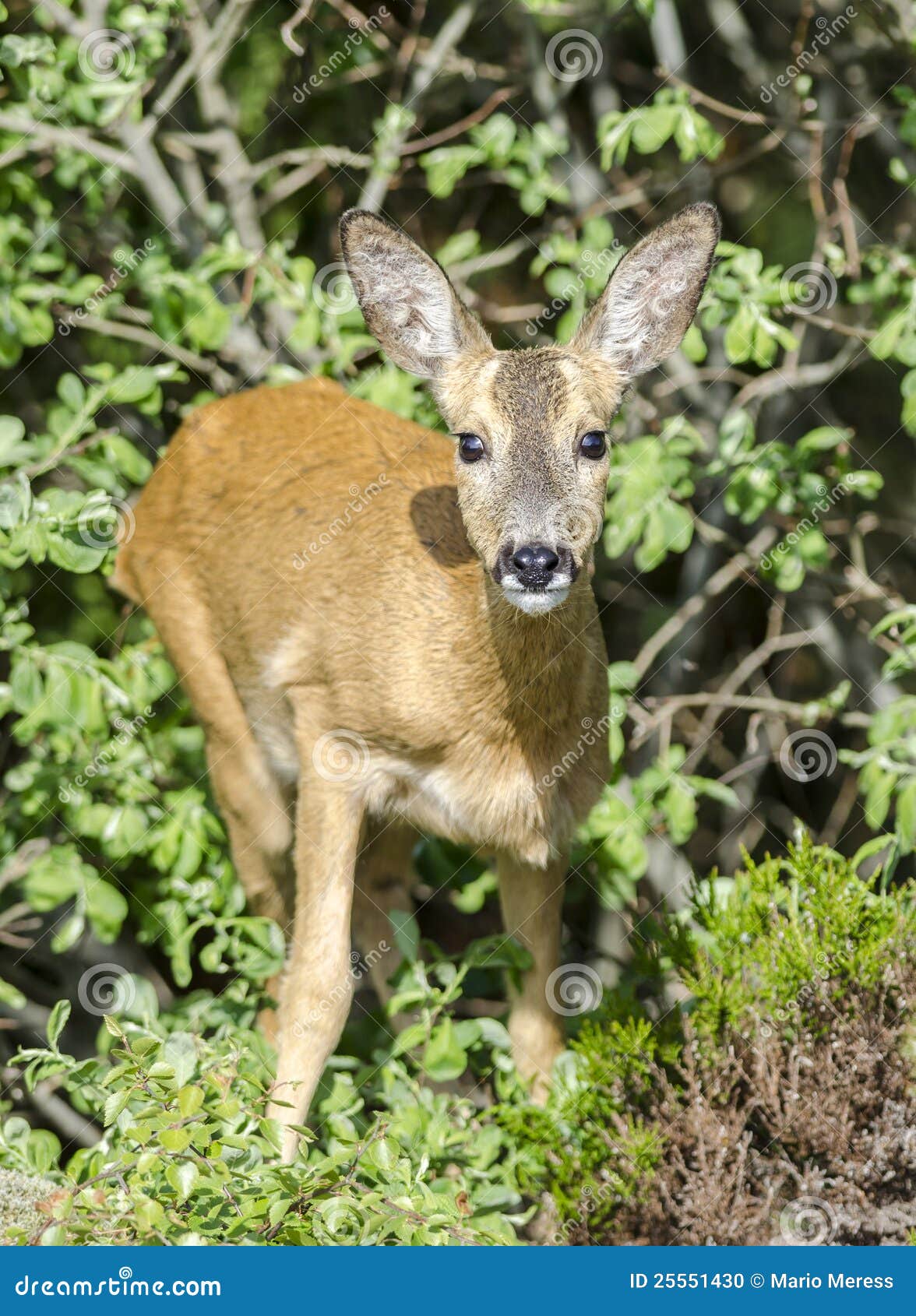 604 Deer Scared Stock Photos - Free & Royalty-Free Stock Photos from ...
