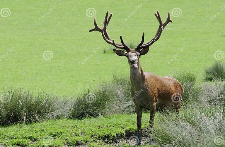 Deer stock image. Image of meadow, stand, stag, bull - 26036597
