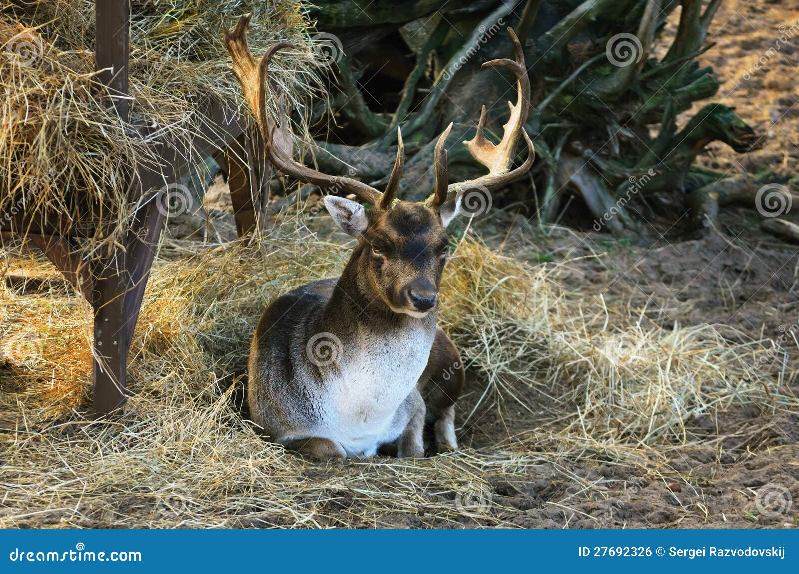 Deer stock photo. Image of fauna, resting, straw, stag - 27692326