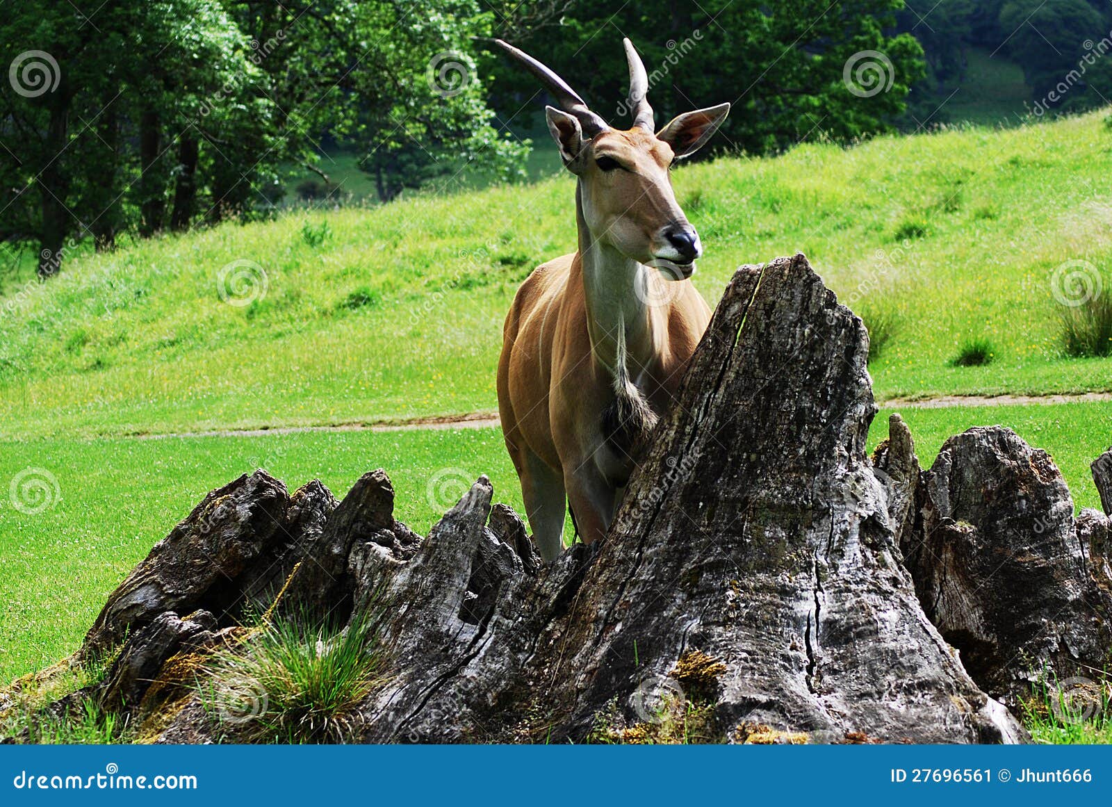 Deer stock image. Image of deer, photograph, meadow, mammal - 27696561