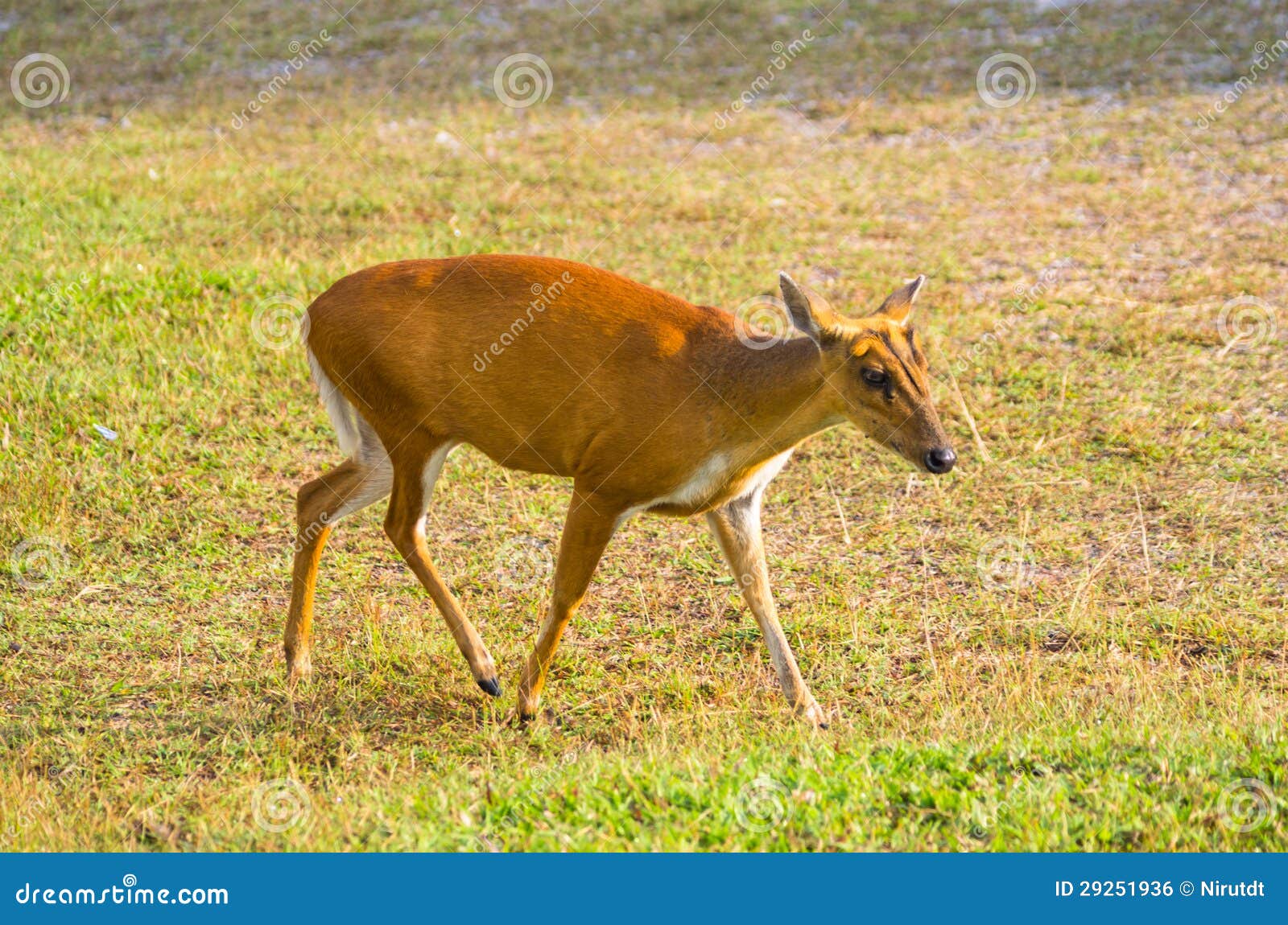 Deer stock photo. Image of life, leaf, male, field, natural - 29251936