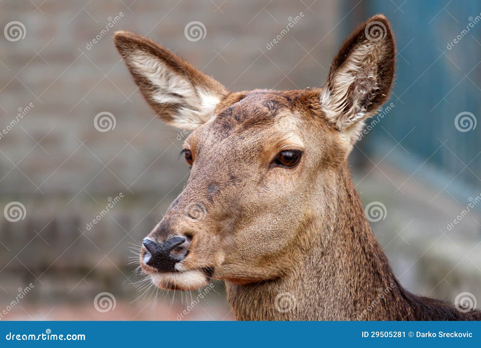Deer stock image. Image of fauna, snout, ears, eyes, animal - 29505281