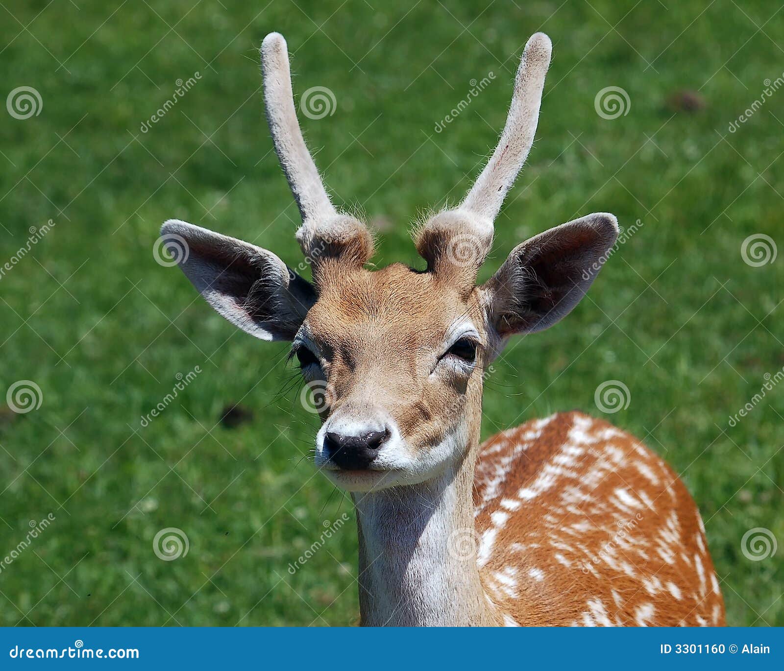 Deer stock photo. Image of wildlife, cute, buck, animal - 3301160
