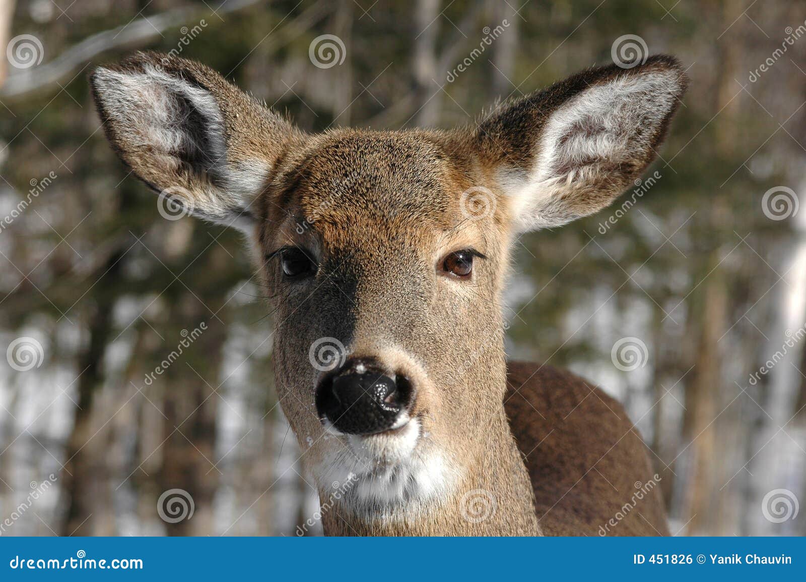 Deer stock photo. Image of beige, stare, close, macro, animal - 451826