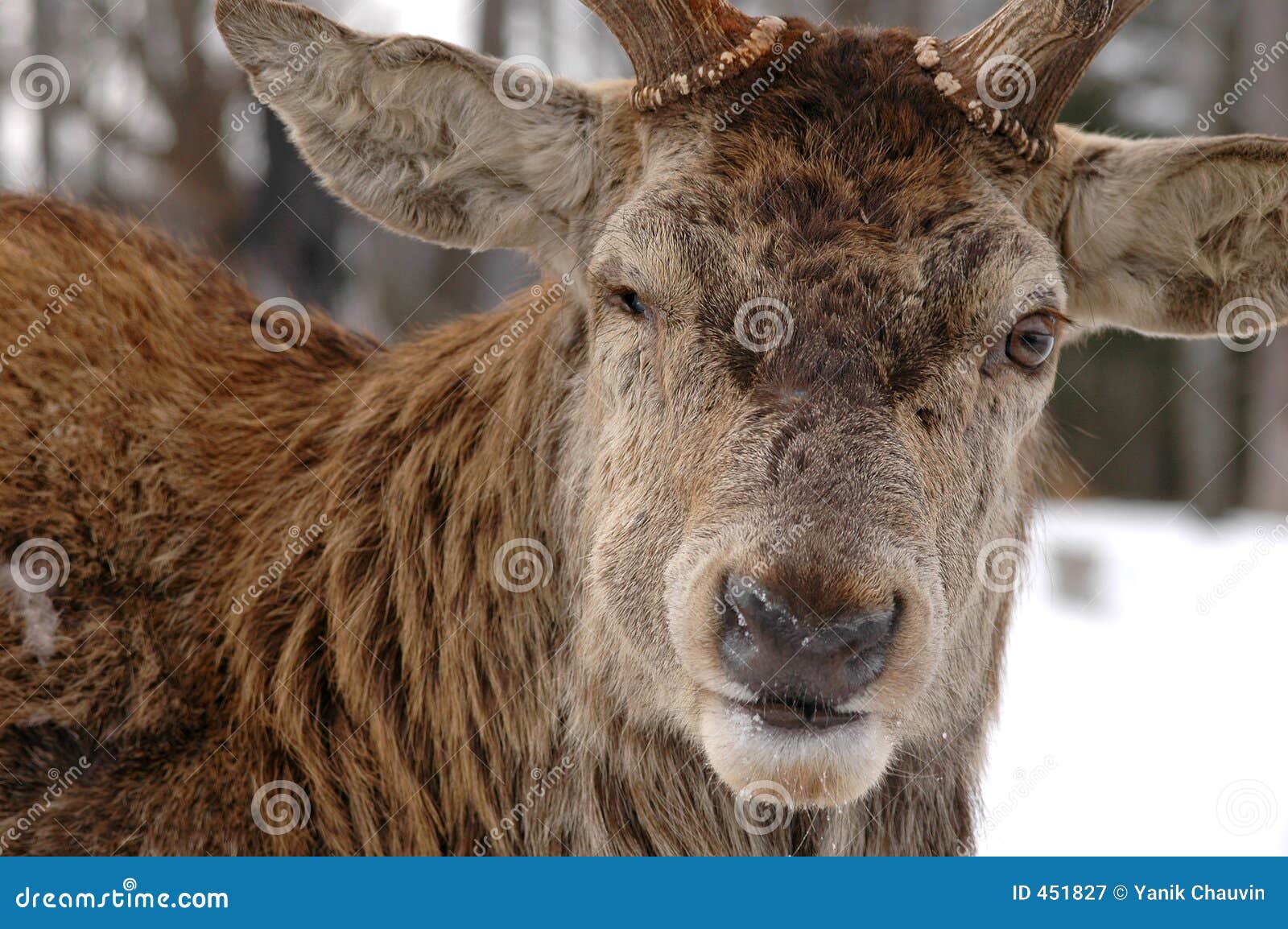 Deer stock image. Image of close, deer, dear, closeup, predator - 451827