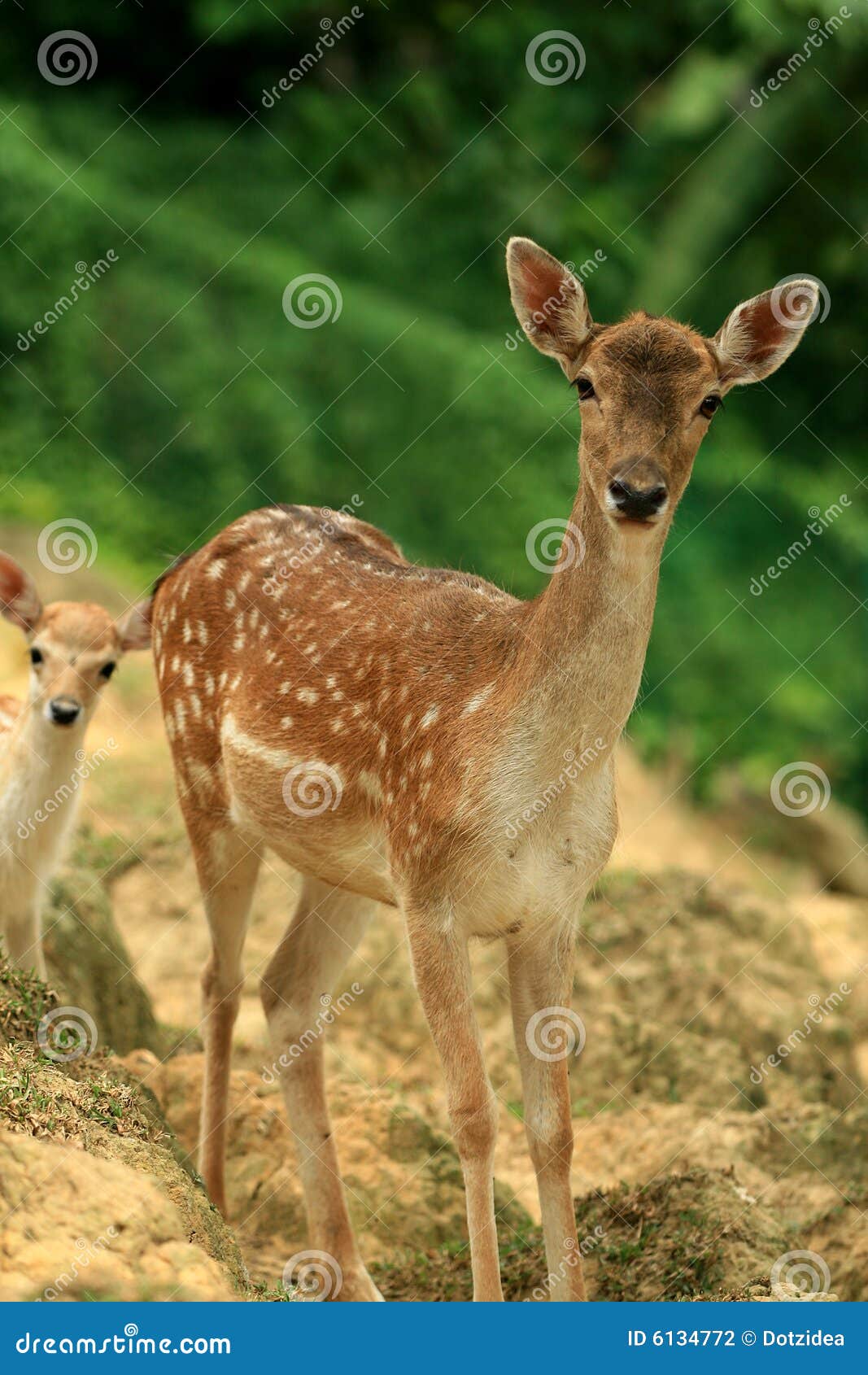 Deer stock photo. Image of view, cute, deer, curious, nature - 6134772
