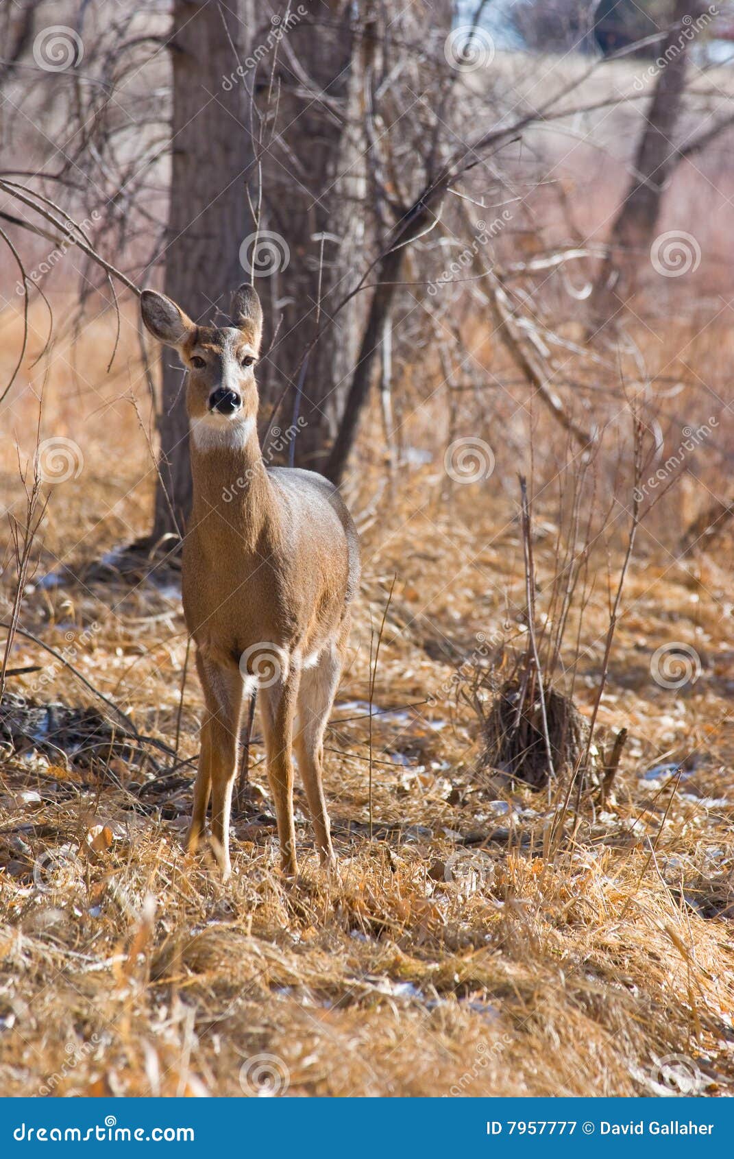 Deer stock image. Image of gazelle, fauna, wildlife, savanna - 7957777