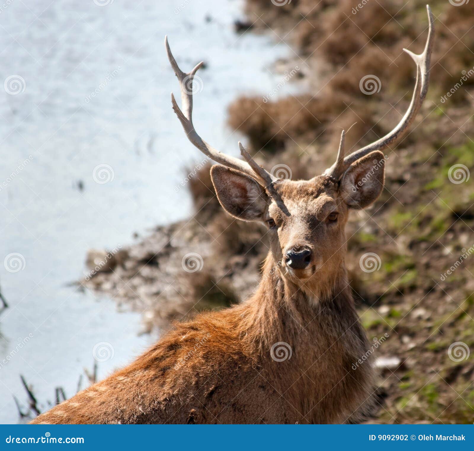 Deer stock photo. Image of focus, hunting, cowhide, grass - 9092902
