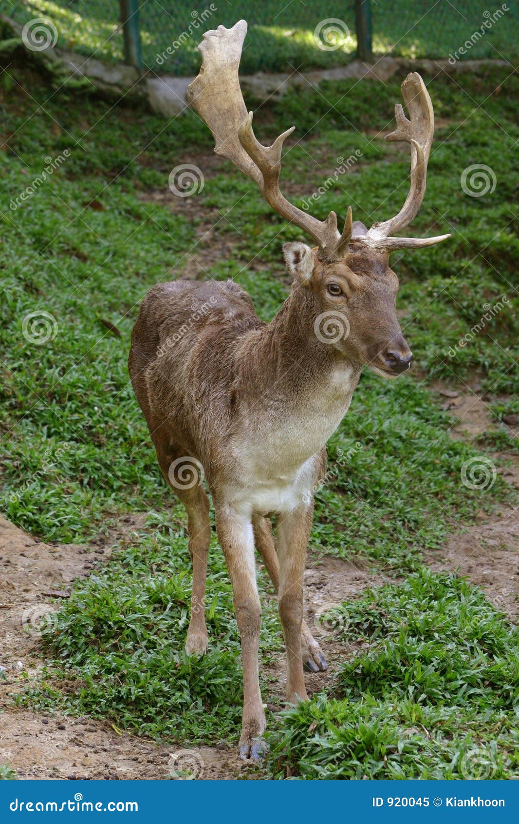Deer stock image. Image of campo, rudy, nose, reindeer - 920045